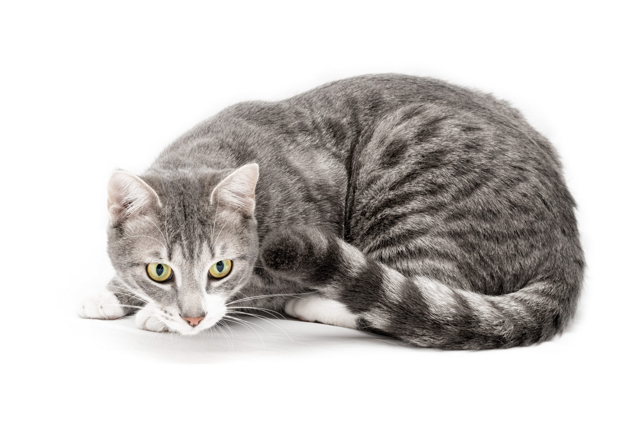 Gatto comune europeo isolato su sfondo bianco – FontainepourCHAT.com