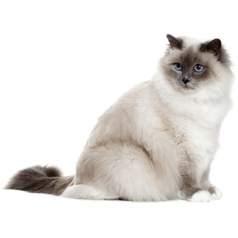 Les origines légendaires du chat birman - FontainepourCHAT.com